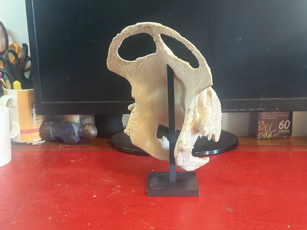 Protoceratops Skull – Ceratopsian Dinosaur Fossil - Free 3D Print Model ...