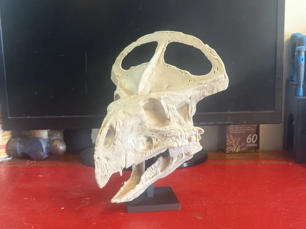 Protoceratops Skull – Ceratopsian Dinosaur Fossil - Free 3D Print Model ...