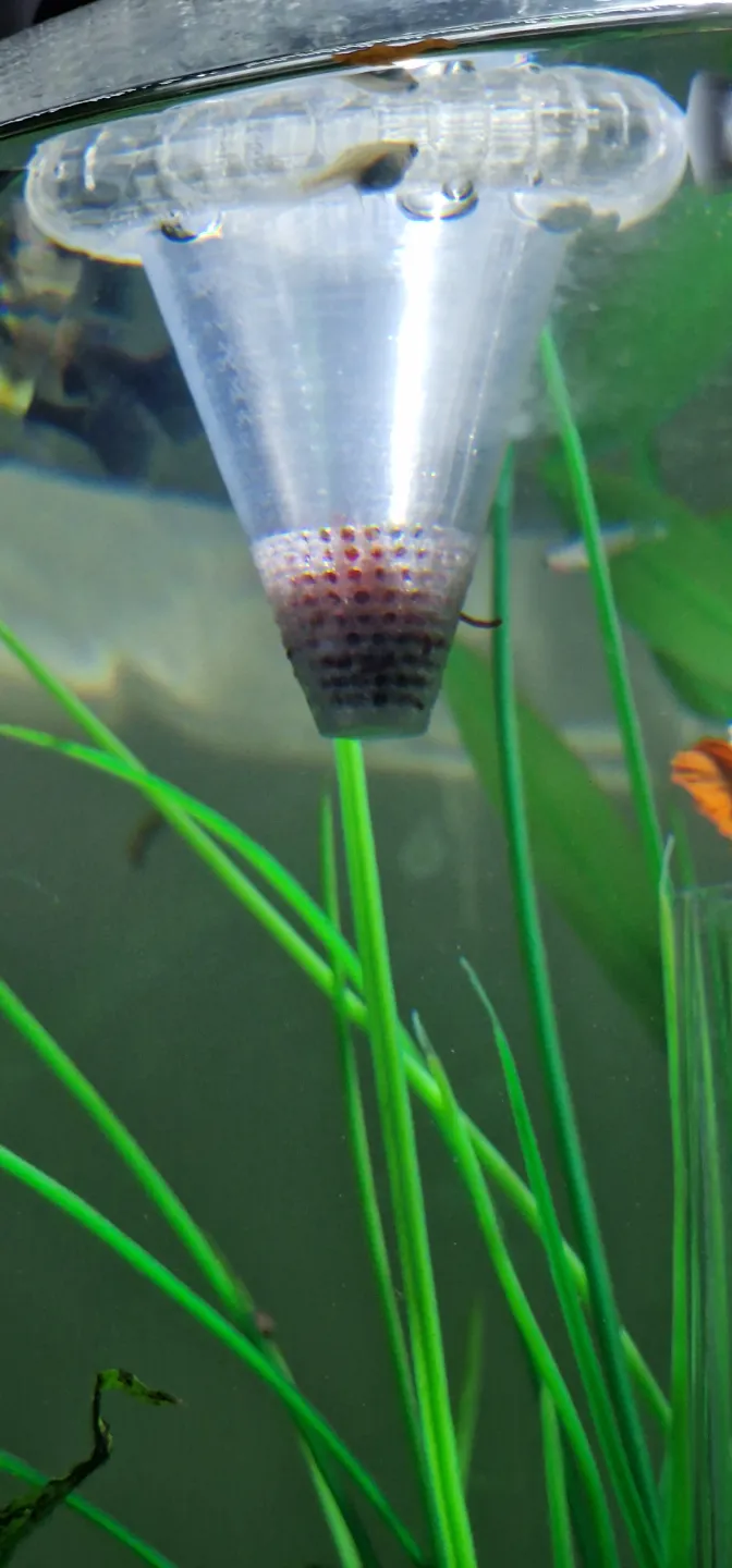 Floating Fish feeder for Bloodworms Remixed by Lance - MakerWorld