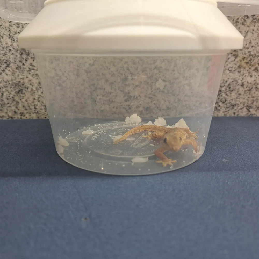 Butiki (house gecko) trap - Free 3D Print Model - MakerWorld