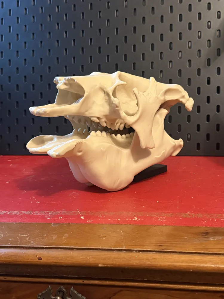 Giant Sloth Skull Fossil Replica – 250mm - Free 3D Print Model - MakerWorld