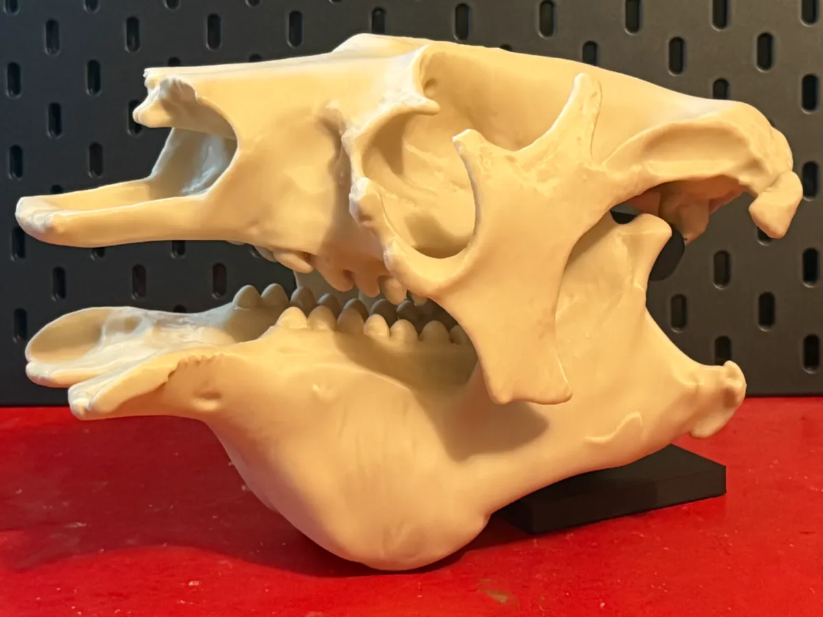 Giant Sloth Skull Fossil Replica – 250mm - Free 3D Print Model - MakerWorld
