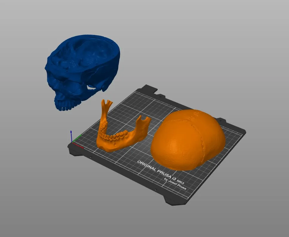 Anatomically Correct Human Skull by 3Demon by 3Demon MakerWorld ...