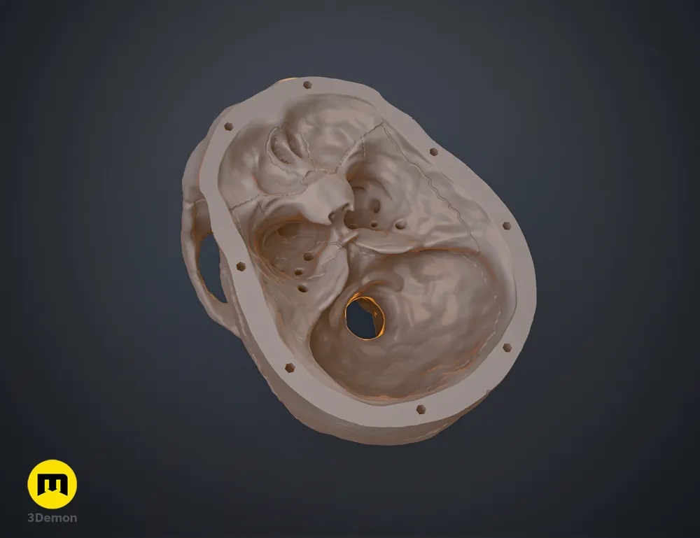 Anatomically Correct Human Skull by 3Demon by 3Demon MakerWorld ...