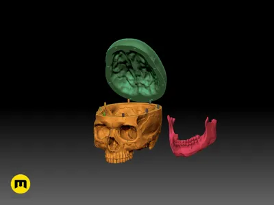 Anatomically Correct Human Skull by 3Demon by 3Demon MakerWorld ...