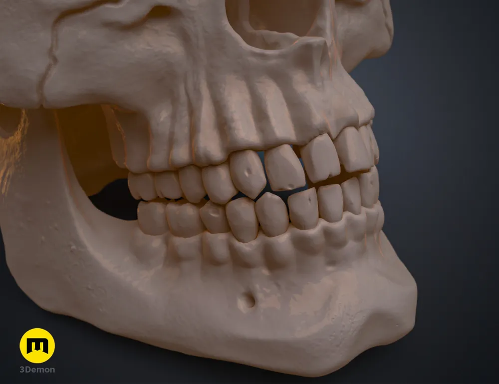 Anatomically Correct Human Skull by 3Demon - Free 3D Print Model ...