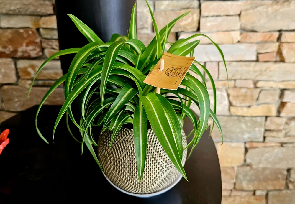Weaved Planter by F3D - MakerWorld