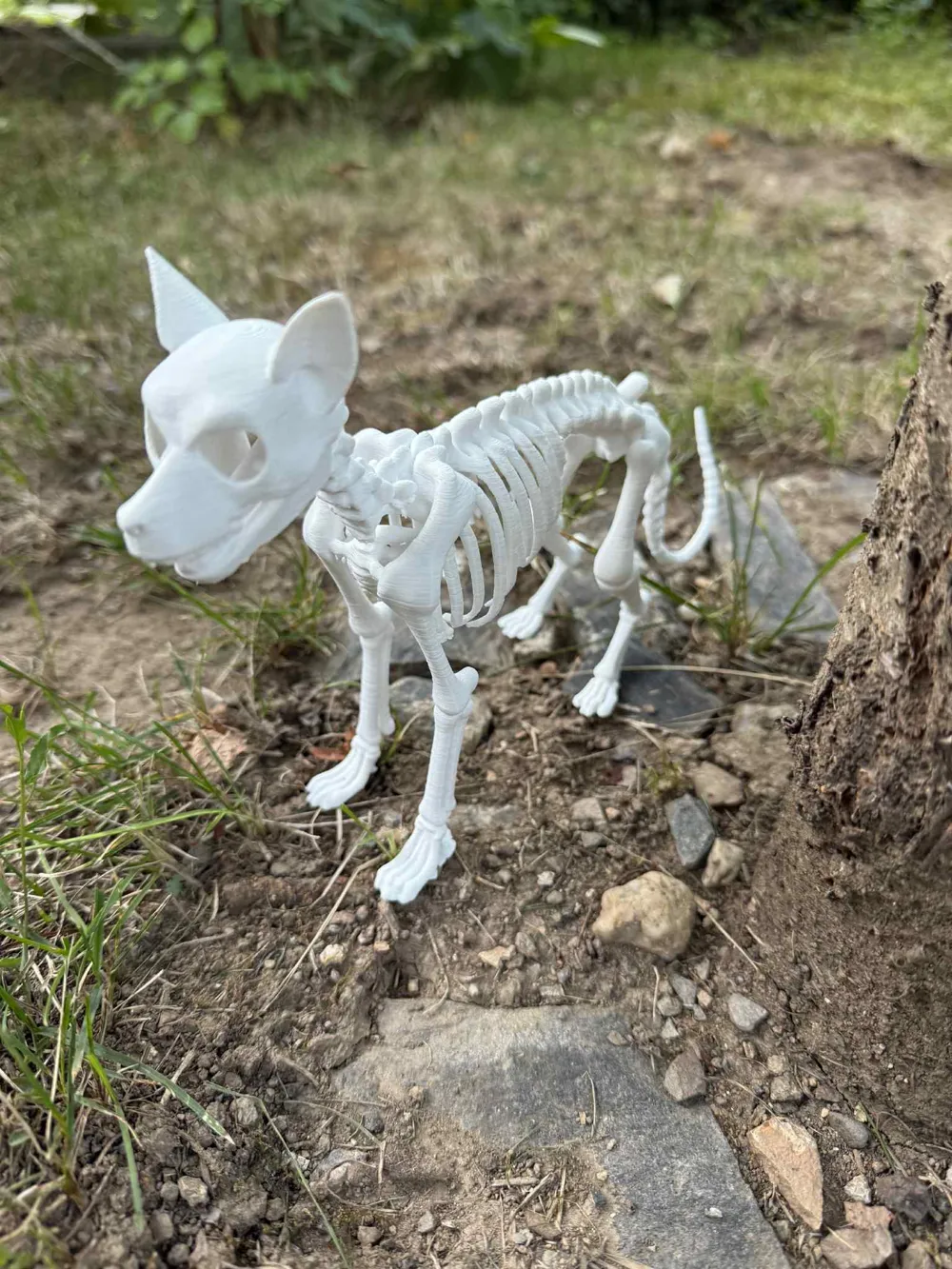 Dog skeleton - Free 3D Print Model - MakerWorld
