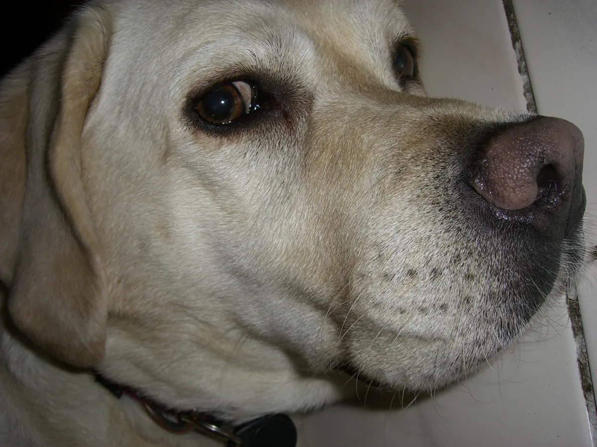 Labrador - Free 3D Print Model - MakerWorld