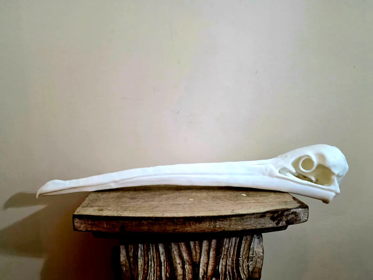 Pelican Skull - Free 3D Print Model - MakerWorld
