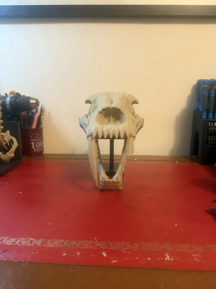 Sabertooth Tiger Skull Display Stand (Smilodon) - Free 3D Print Model ...