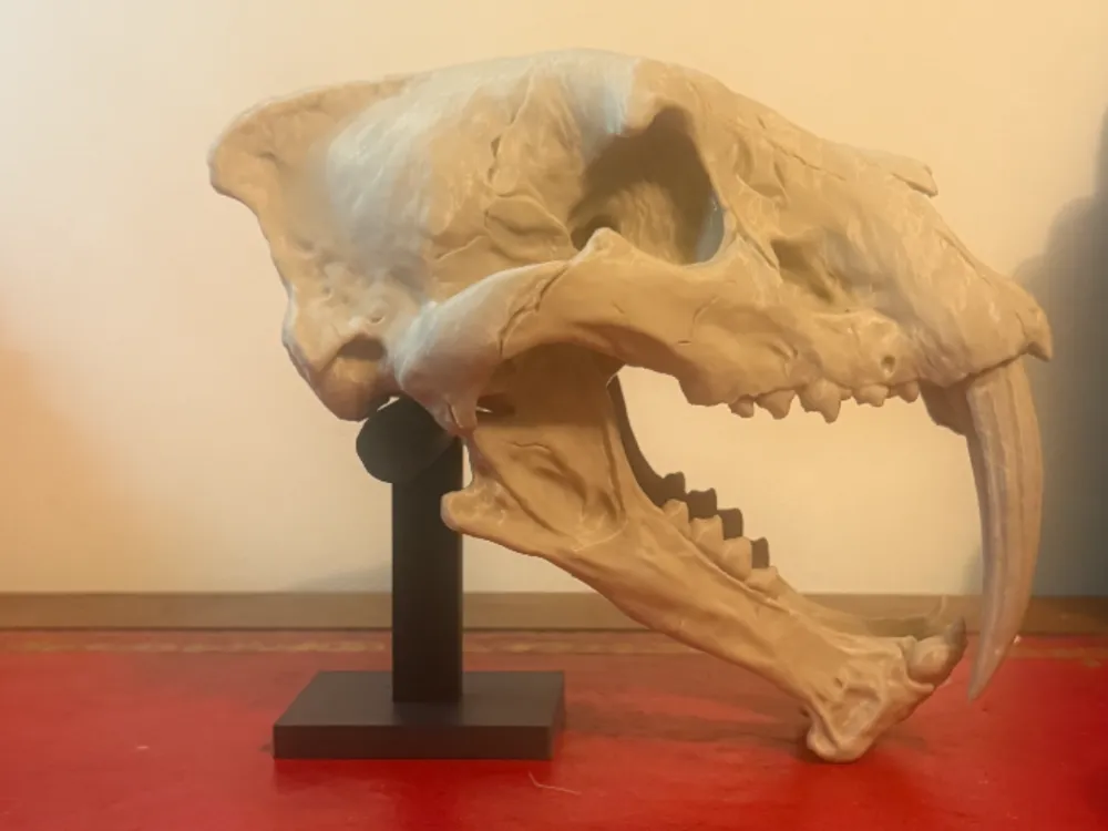 Sabertooth Tiger Skull Display Stand (Smilodon) - Free 3D Print Model ...
