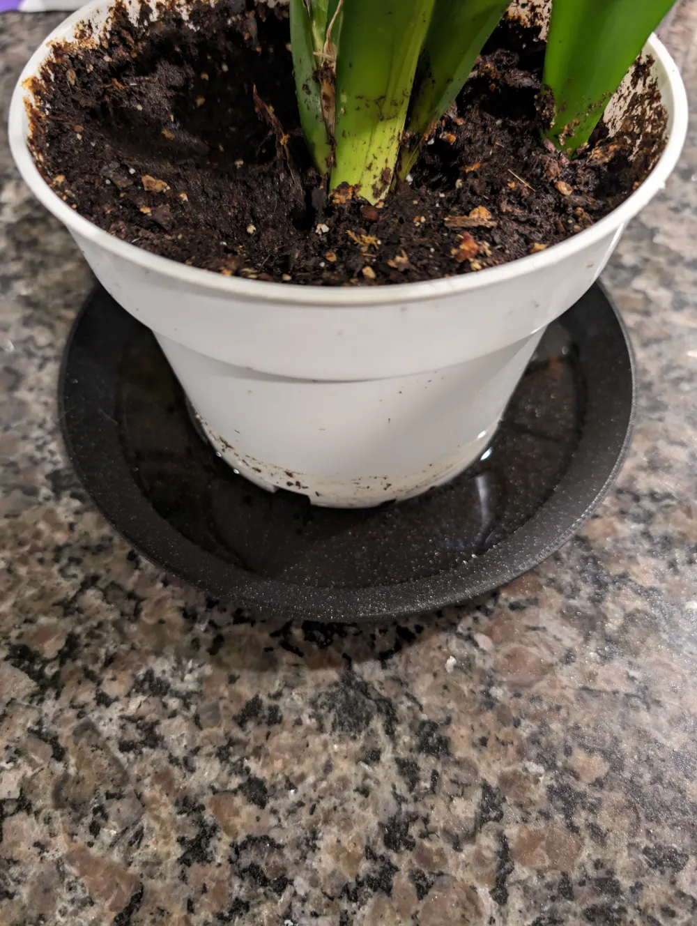 Plant Plate by black0utow - MakerWorld
