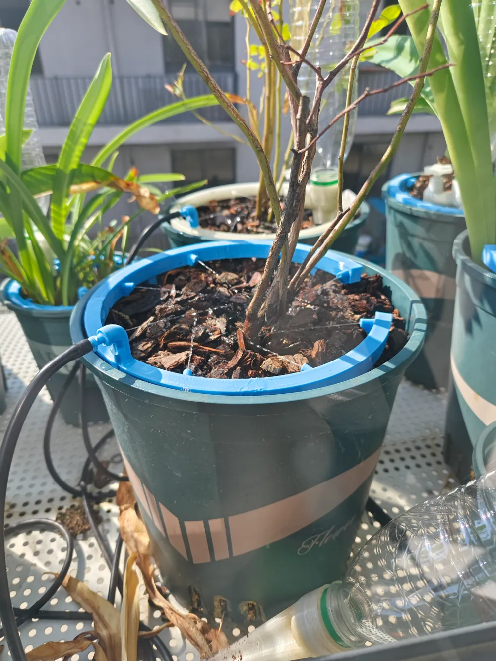 Waterer around the pot by 浪子光 - MakerWorld