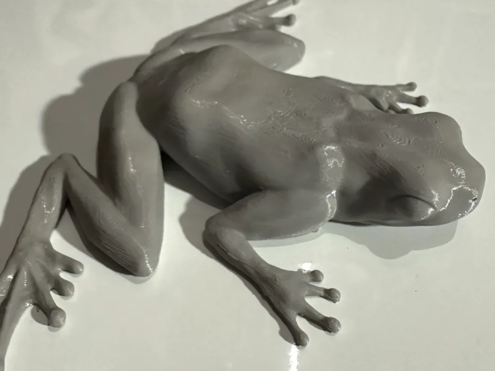Realistic Frog - With or Without Magnets by Moonseed Labs MakerWorld ...