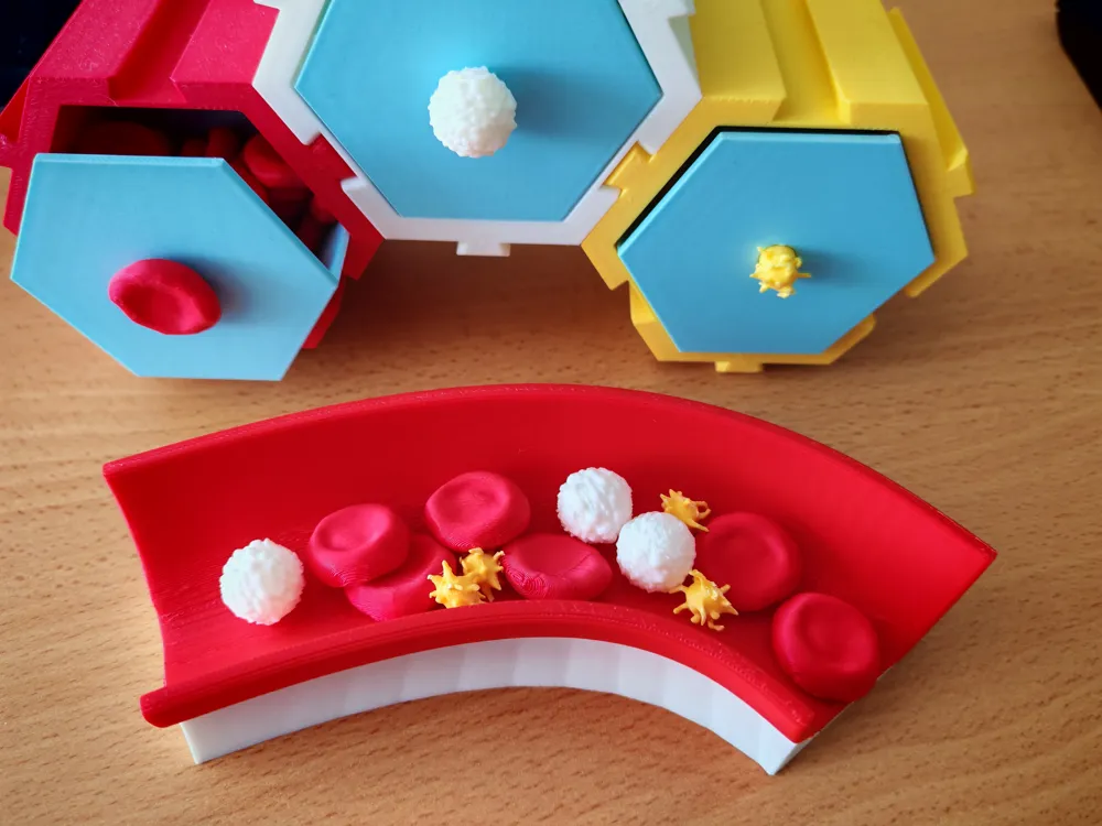 Blood Cells - Free 3D Print Model - MakerWorld
