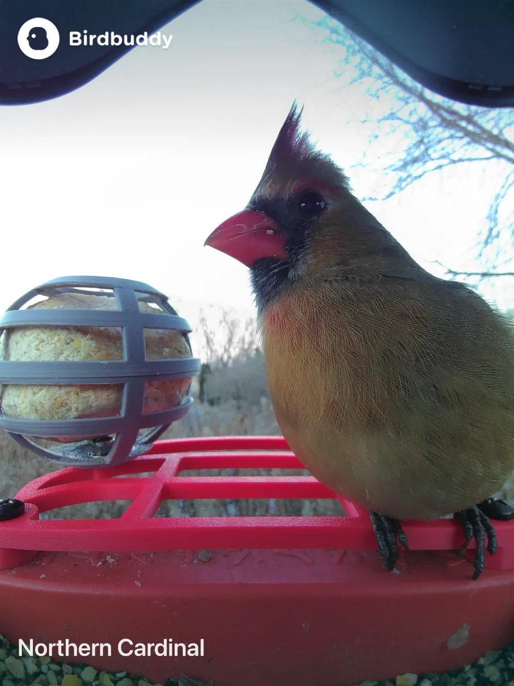 Bird Buddy large perch + large suet holder by DMarten MakerWorld ...