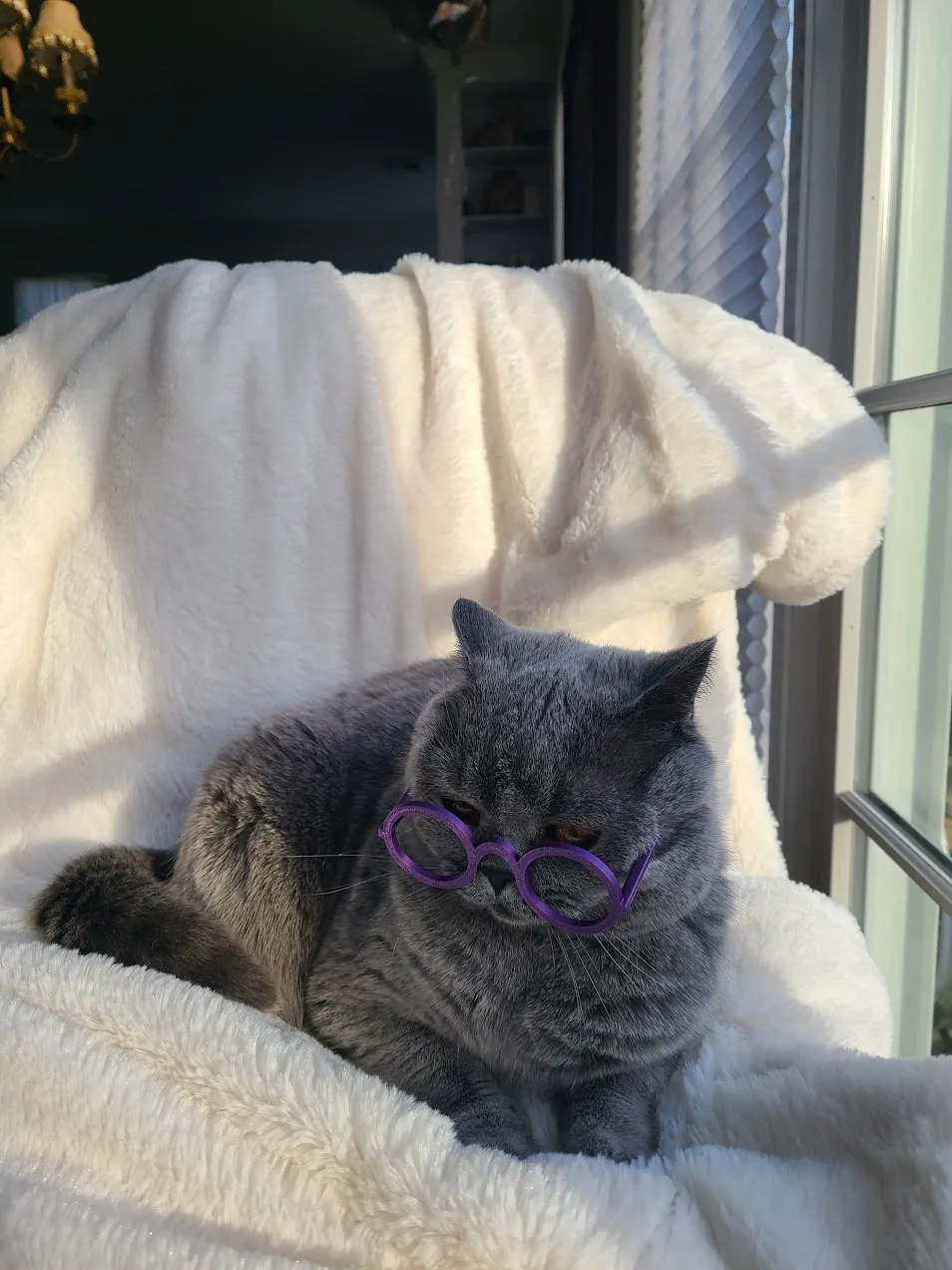 Cool Cat Glasses by futuregraphicart - MakerWorld