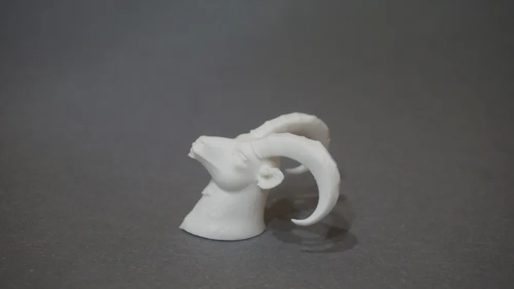 goat/widder head-hunting trophy (sizes vary 42min) by ...