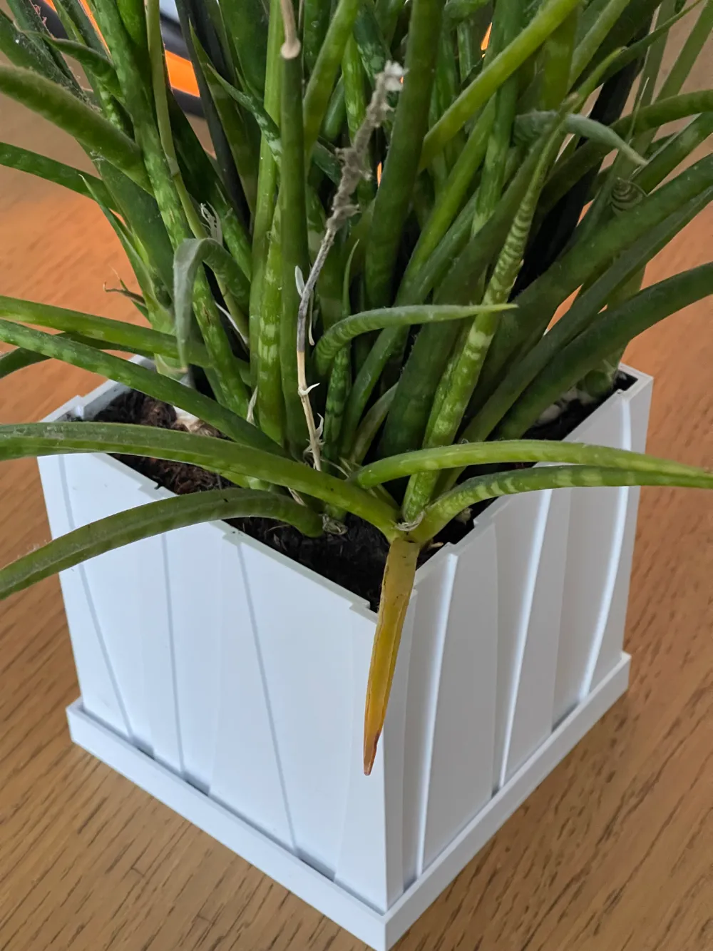 Cubic Plant Pot with Drip Tray by harrpu - MakerWorld