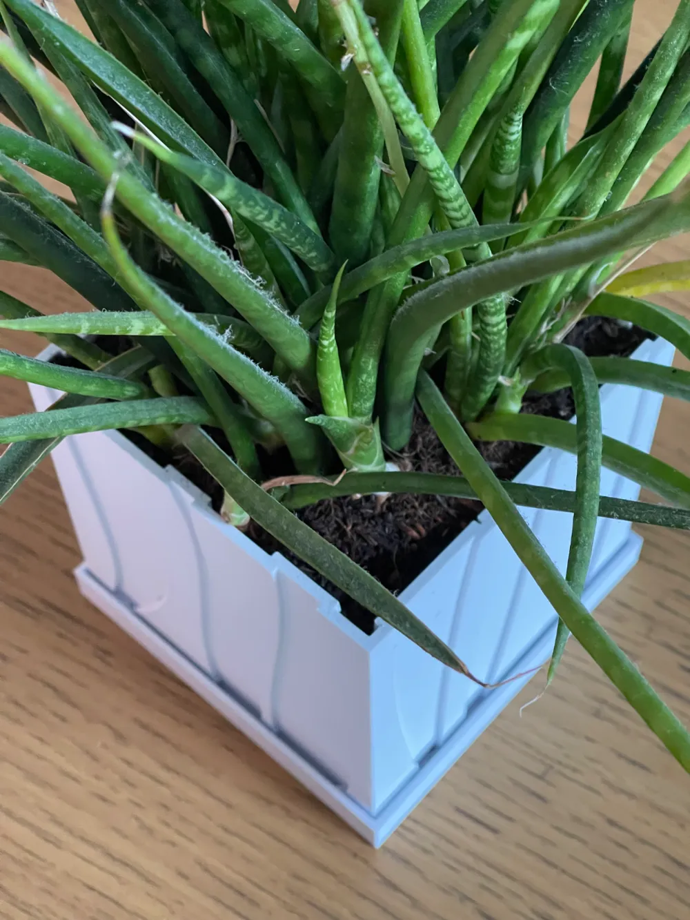 Cubic Plant Pot with Drip Tray by harrpu - MakerWorld