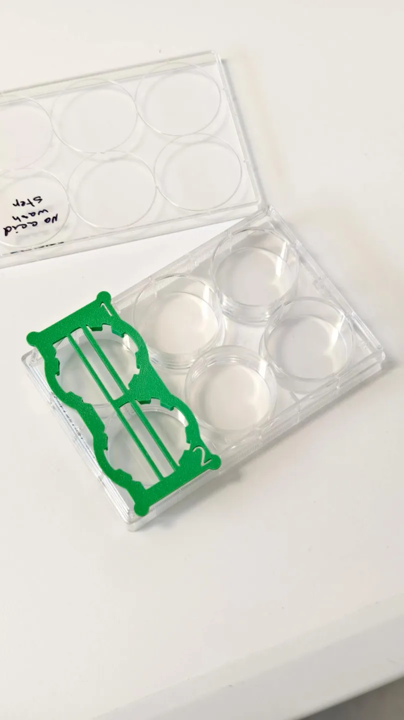 Scratch Assay guide for 6-well plate by FanFan - MakerWorld