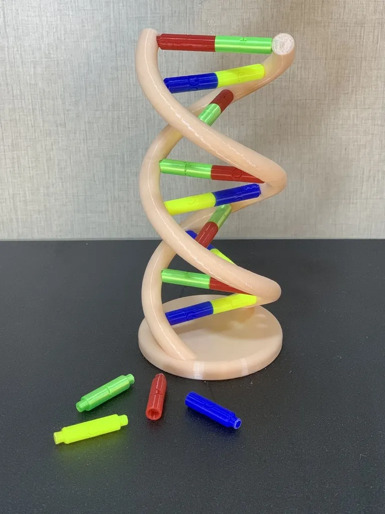 DNA model by Hayder Hilfi - MakerWorld