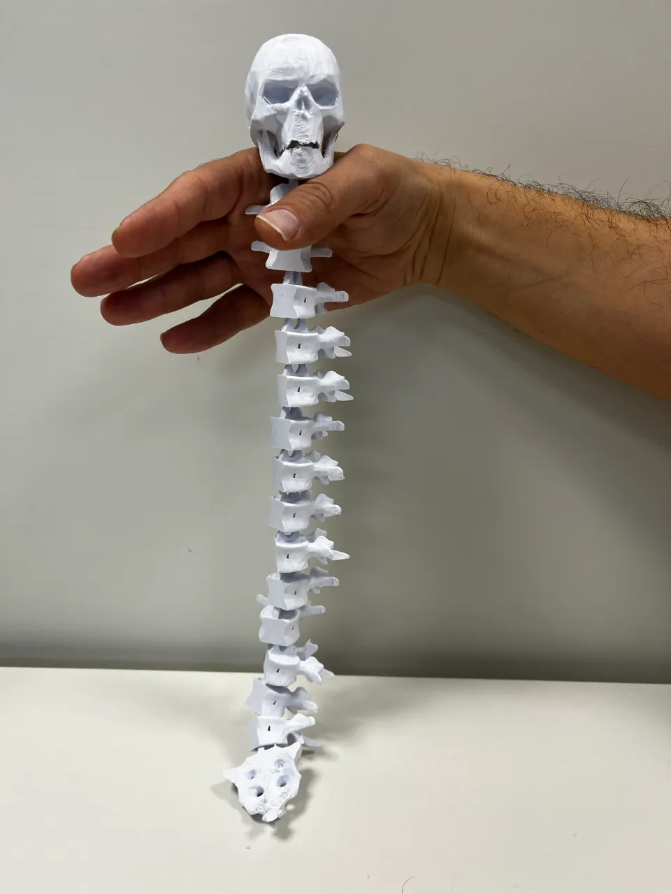 Articulated Halloween Spine and Skull - Free 3D Print Model - MakerWorld