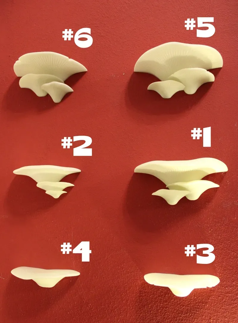 Oyster shelves print in place with cleats Remixed by az MakerWorld ...