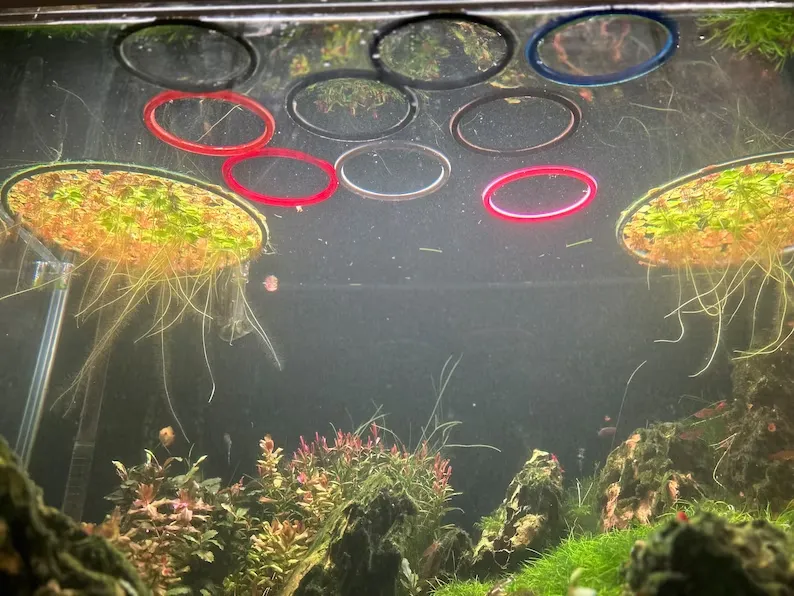 Aquarium Floating Plant Rings by shol - MakerWorld