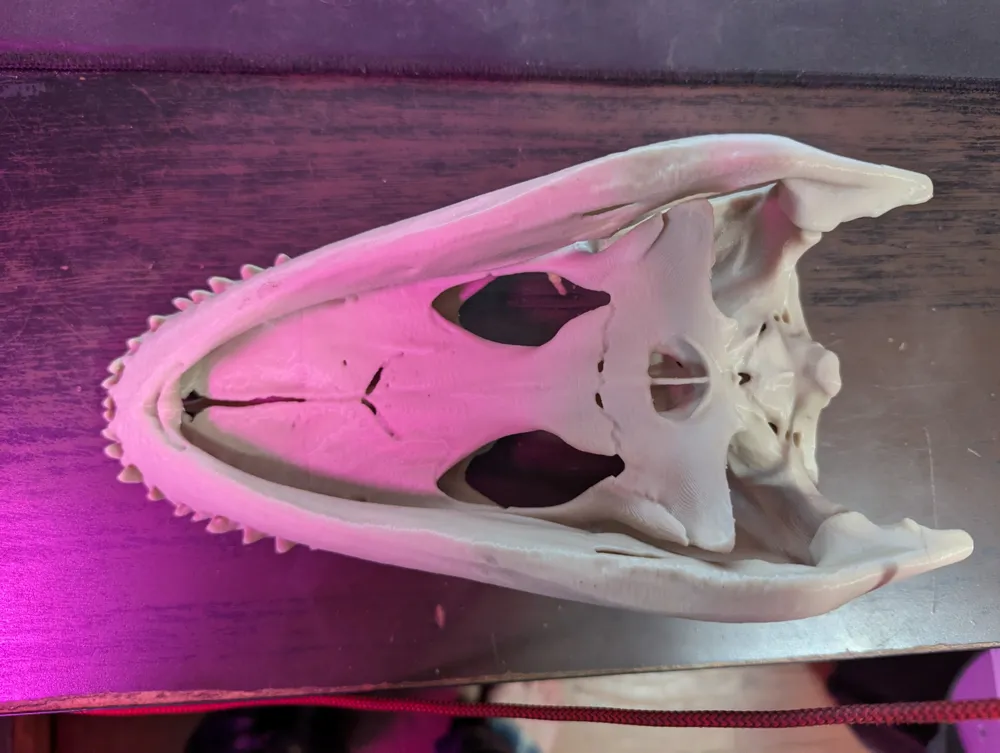 American alligator (Alligator mississippiensis) - Free 3D Print Model ...