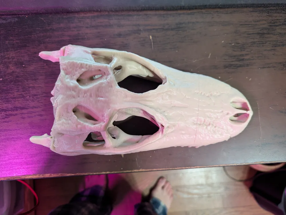 American alligator (Alligator mississippiensis) - Free 3D Print Model ...