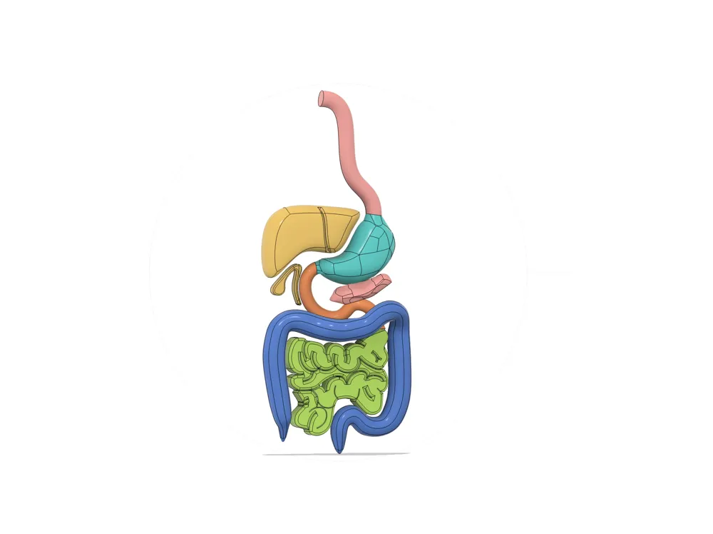 Digestive System Model - Free 3D Print Model - MakerWorld