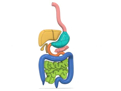 Digestive System Model by Nervals MakerWorld: Download Free 3D Models