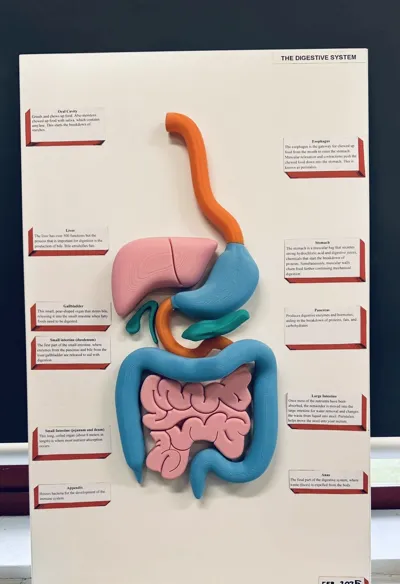 Digestive System Model by Nervals MakerWorld: Download Free 3D Models