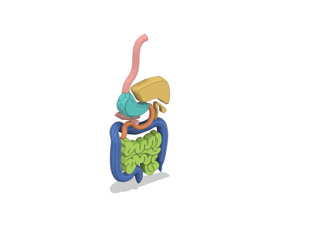 Digestive System Model - Free 3D Print Model - MakerWorld