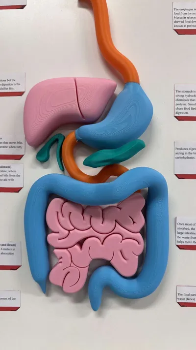 Digestive System Model by Nervals MakerWorld: Download Free 3D Models