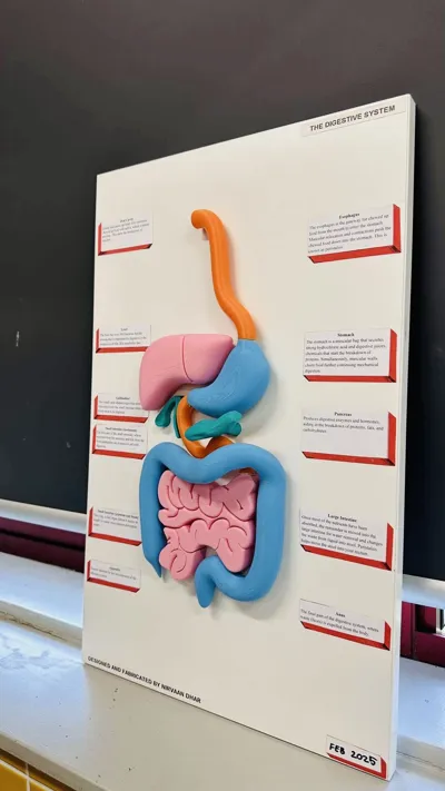 Digestive System Model by Nervals MakerWorld: Download Free 3D Models