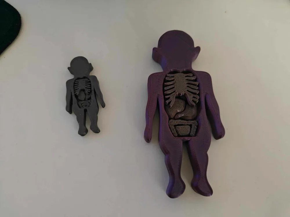 Simple anatomy puzzle - Free 3D Print Model - MakerWorld