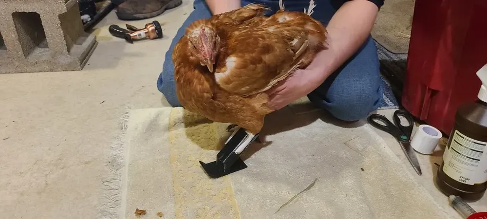 Chicken Prosthetic Connecting to Metatarsus v5 - Free 3D Print Model ...