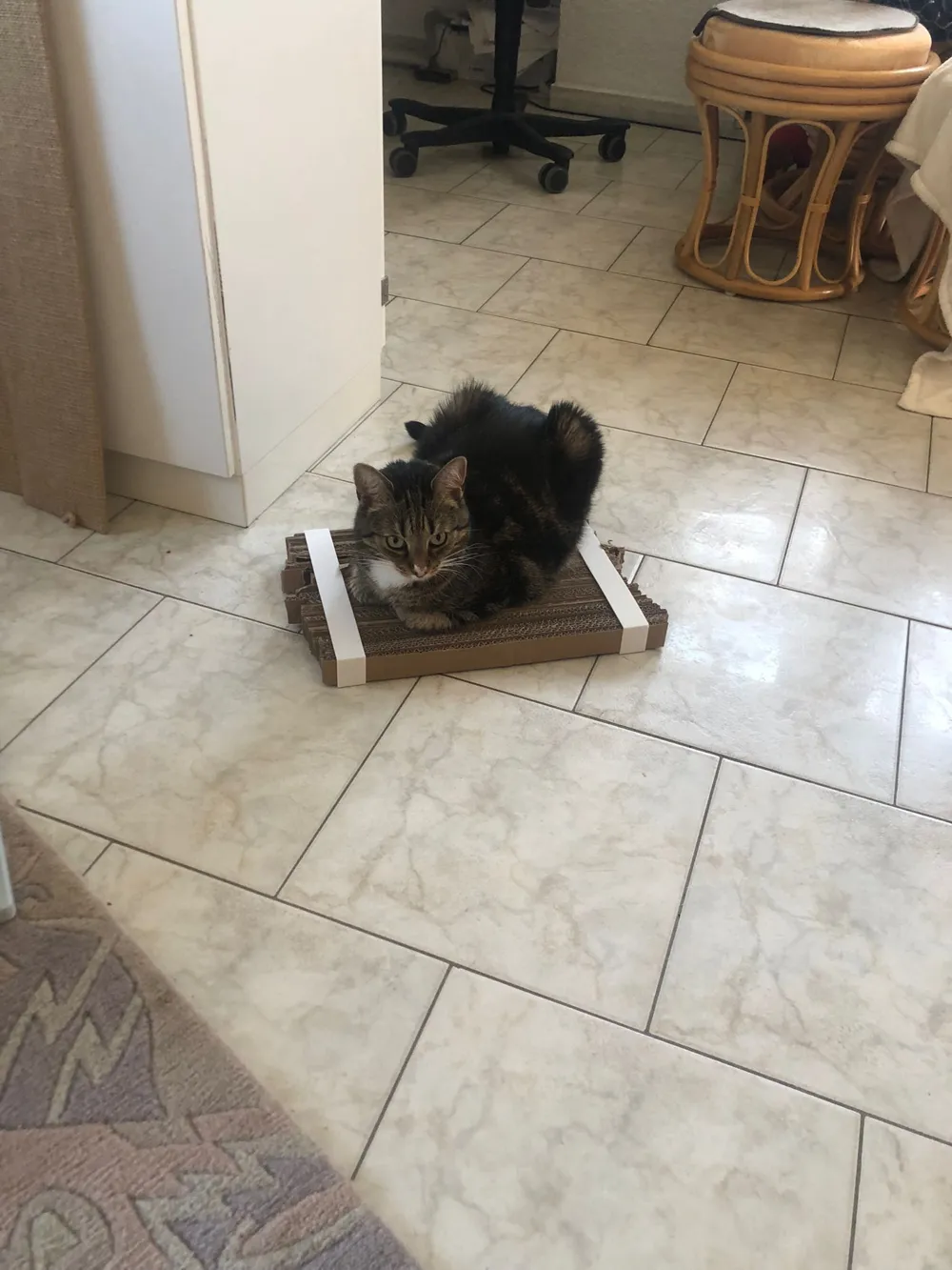 cat cardboard scratcher maker/cutter and holder. by olimp MakerWorld ...