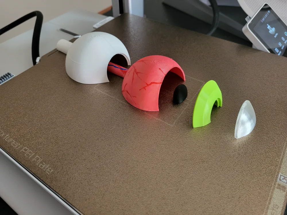 Anatomy of the human eye - model 3:1 by Sobo007 MakerWorld: Download ...