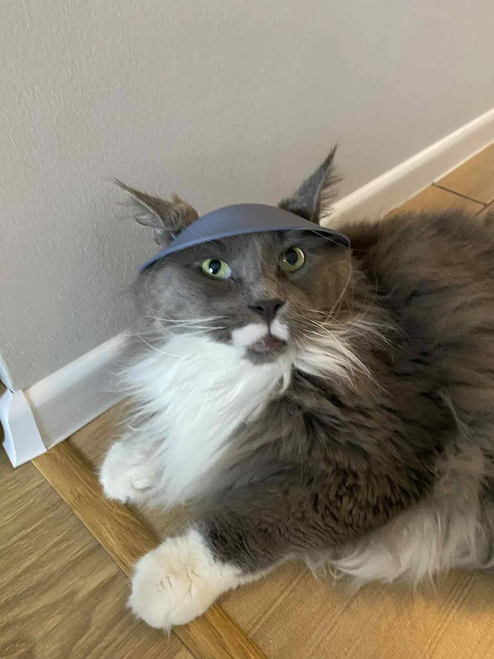 Cat Hat - Free 3D Print Model - MakerWorld