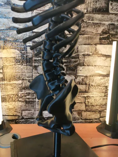 HUMAN SKELETON LAMP - Free 3D Print Model - MakerWorld