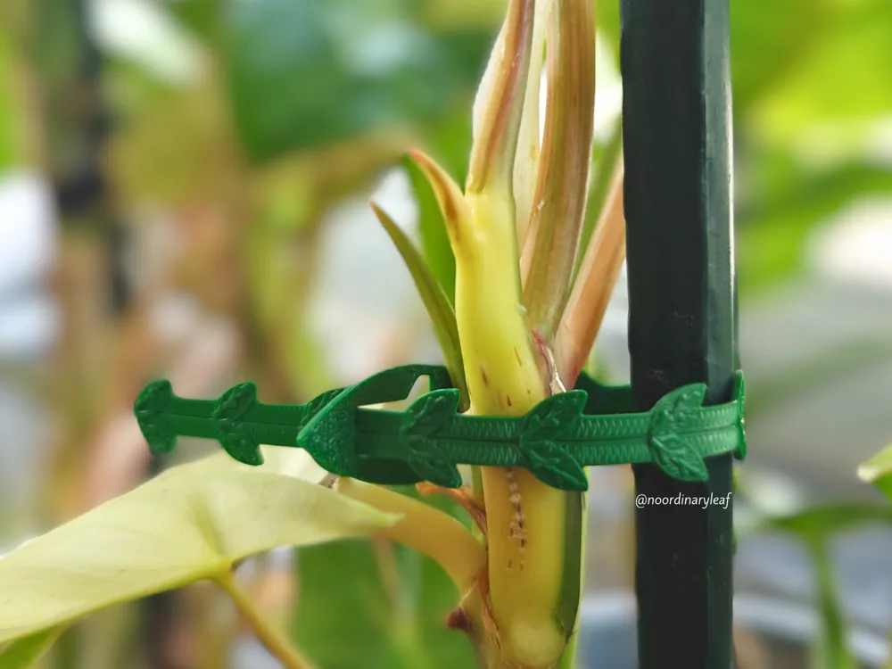 Leafy plant ties / cable ties / zip ties - Free 3D Print Model - MakerWorld