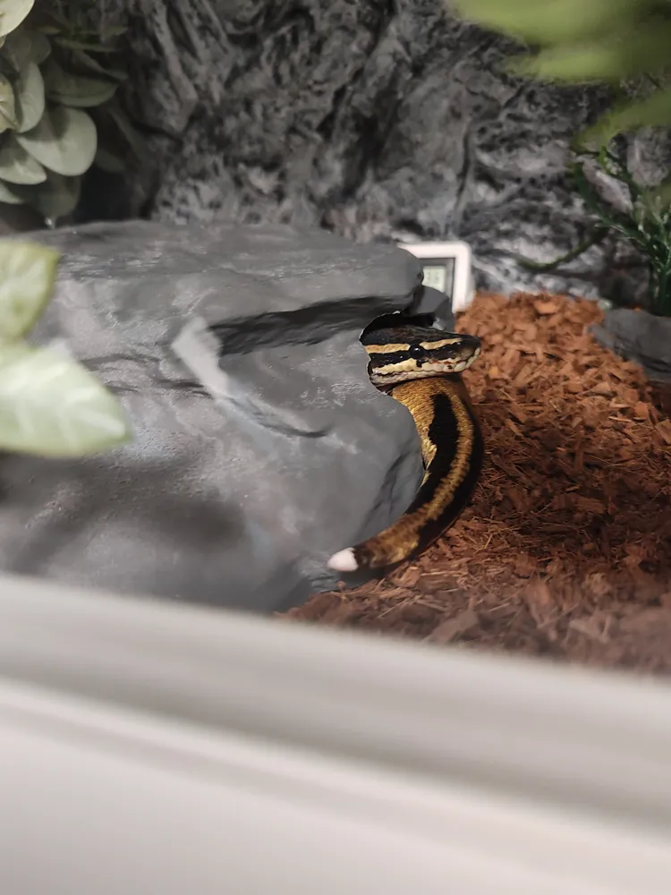 Large snake hide with plant attachment by Wiewiórek MakerWorld ...