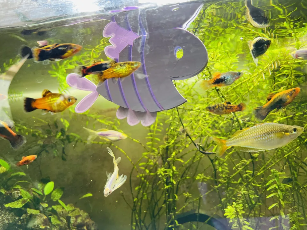 Floaty Flexi Happy Fish - Free 3D Print Model - MakerWorld