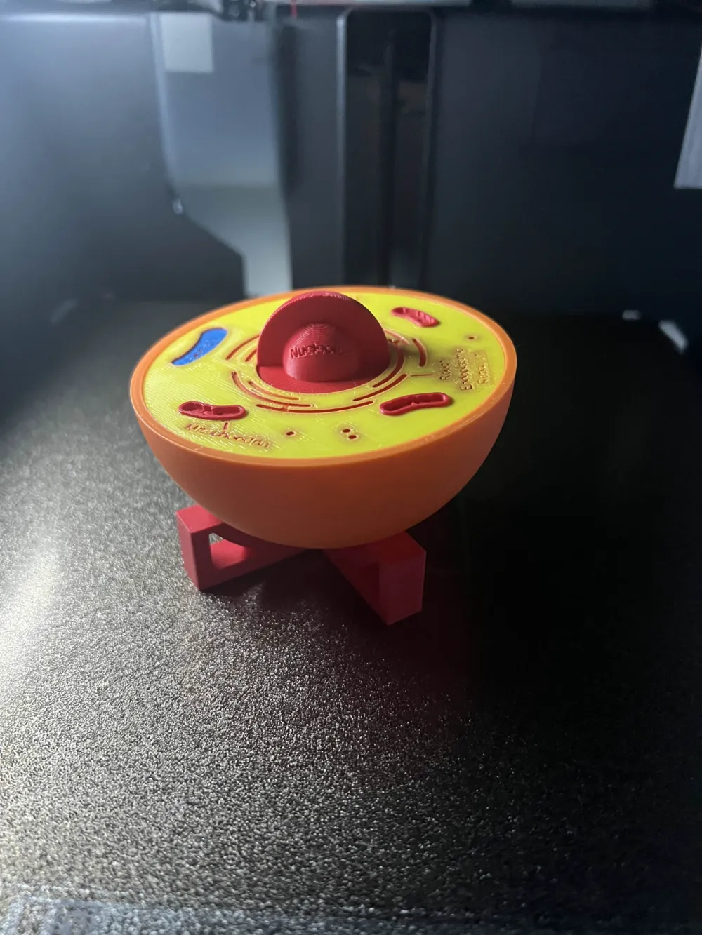 Human Cell Display model with Stand - Free 3D Print Model - MakerWorld