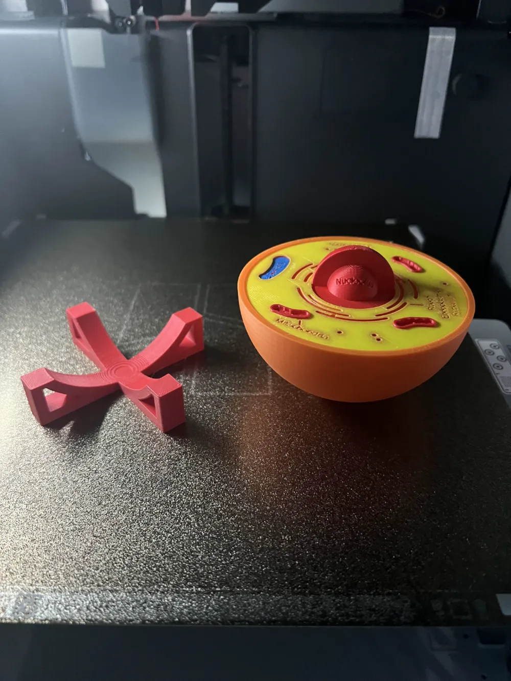 Human Cell Display model with Stand by Frenchie - MakerWorld