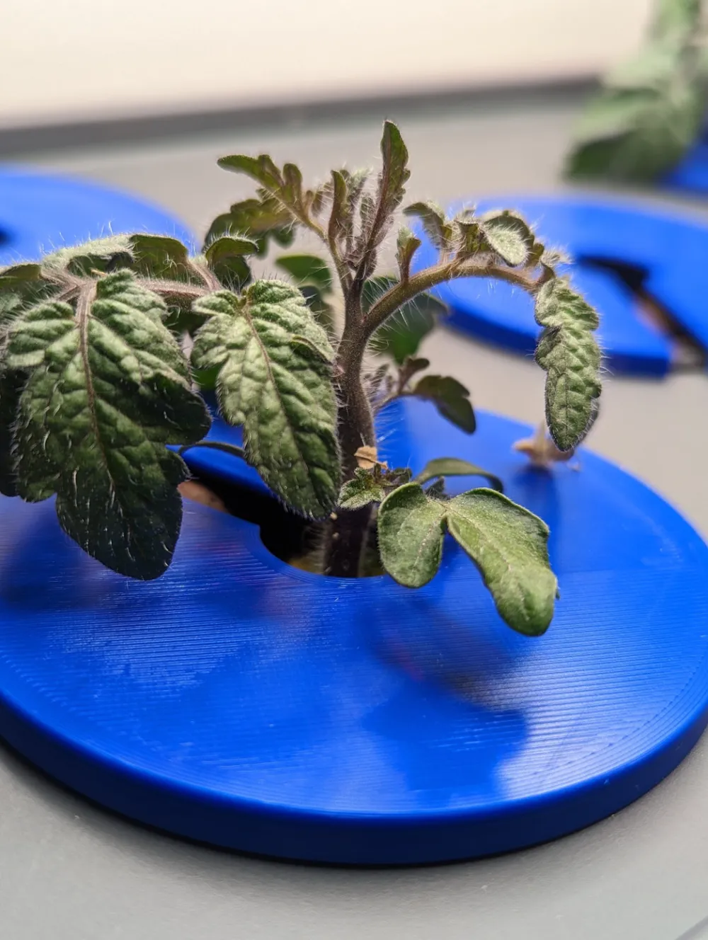 3in net pot kratky cover by Phisec - MakerWorld